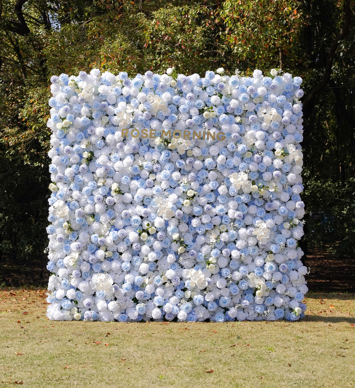 More Popular Flower Wall, Rose Morning